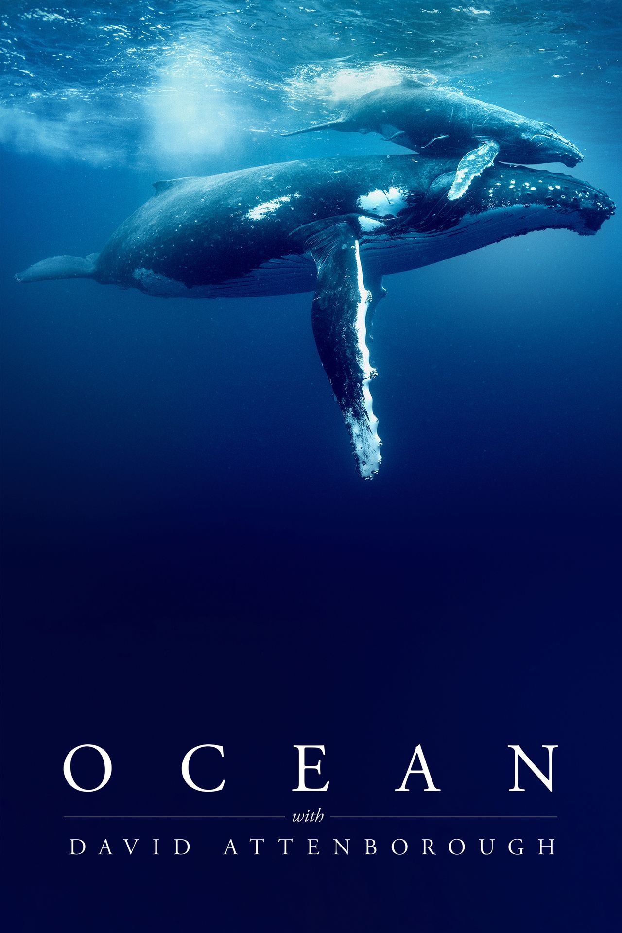 Watch Ocean with David Attenborough (2025) Full Movie Online - Plex