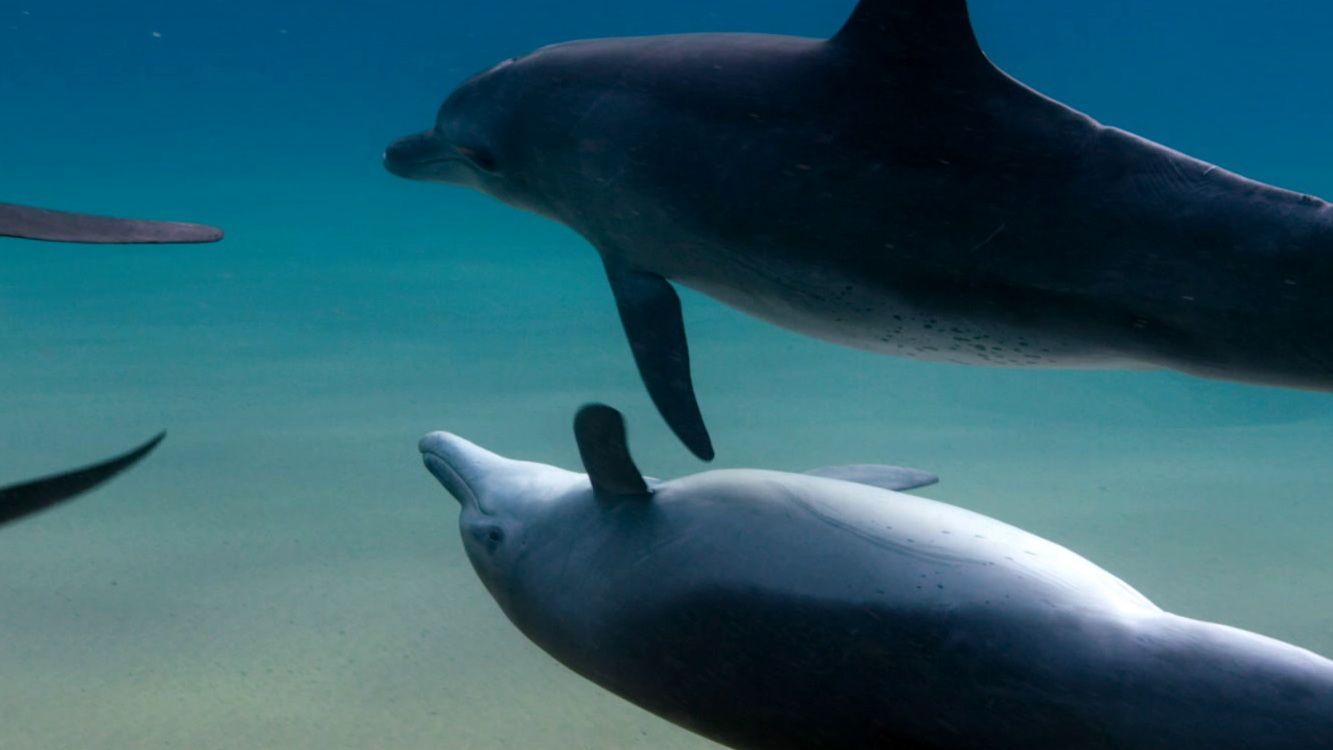 Watch Dolphin Reef (2018) Full Movie Online - Plex