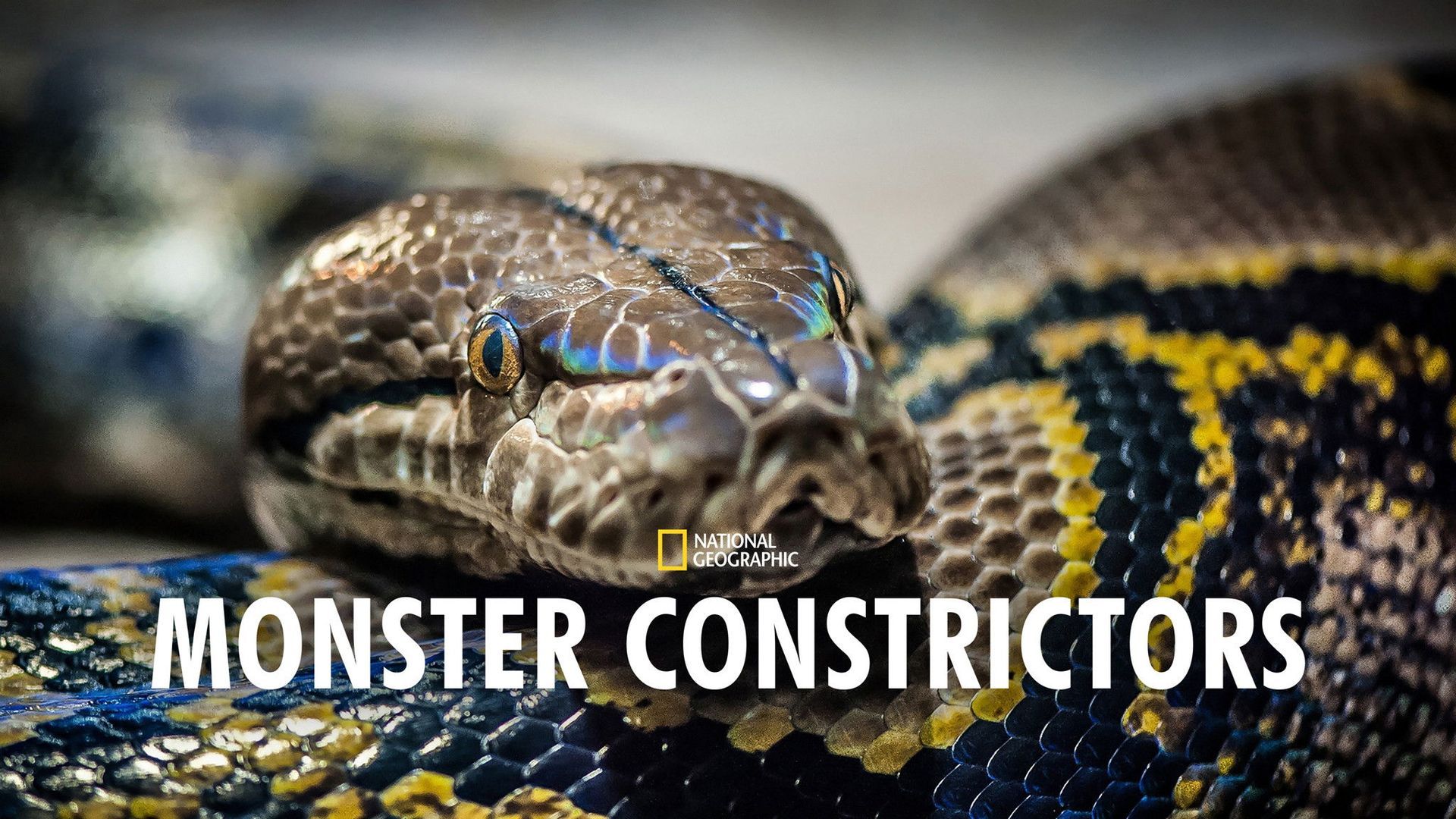 Monster Constrictors (2021) - Plex