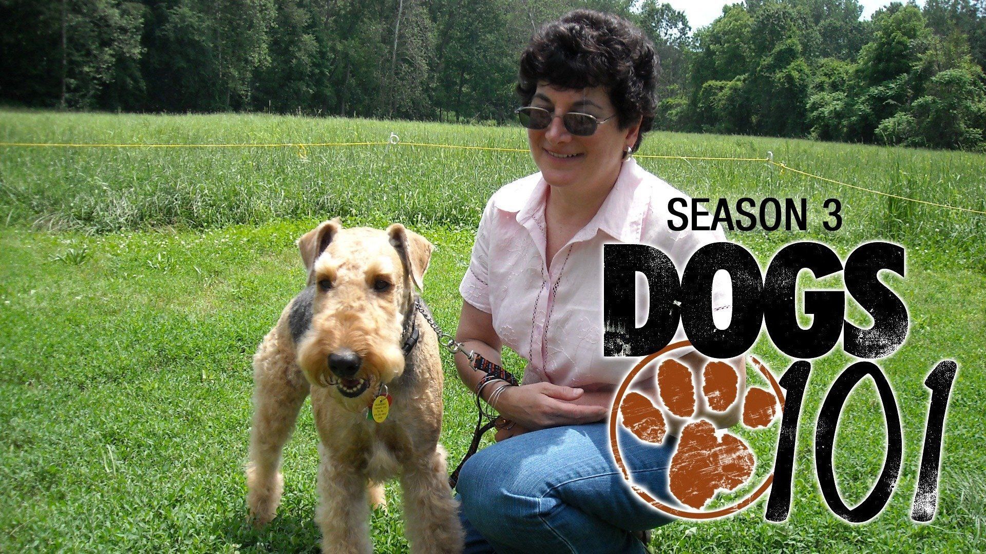 Dogs 101 · Season 3 Episode 17 · Bull terrier - Plex