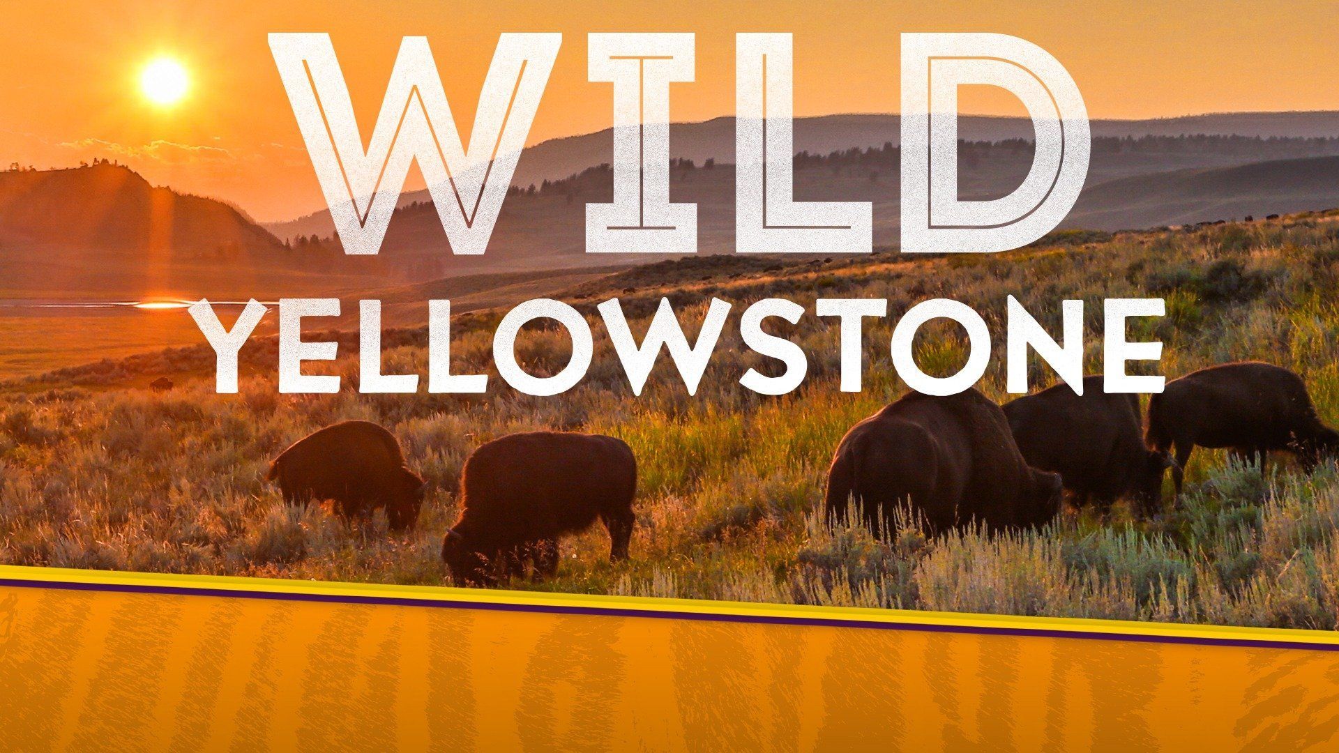 Watch Wild Yellowstone (2015) TV Series Online - Plex
