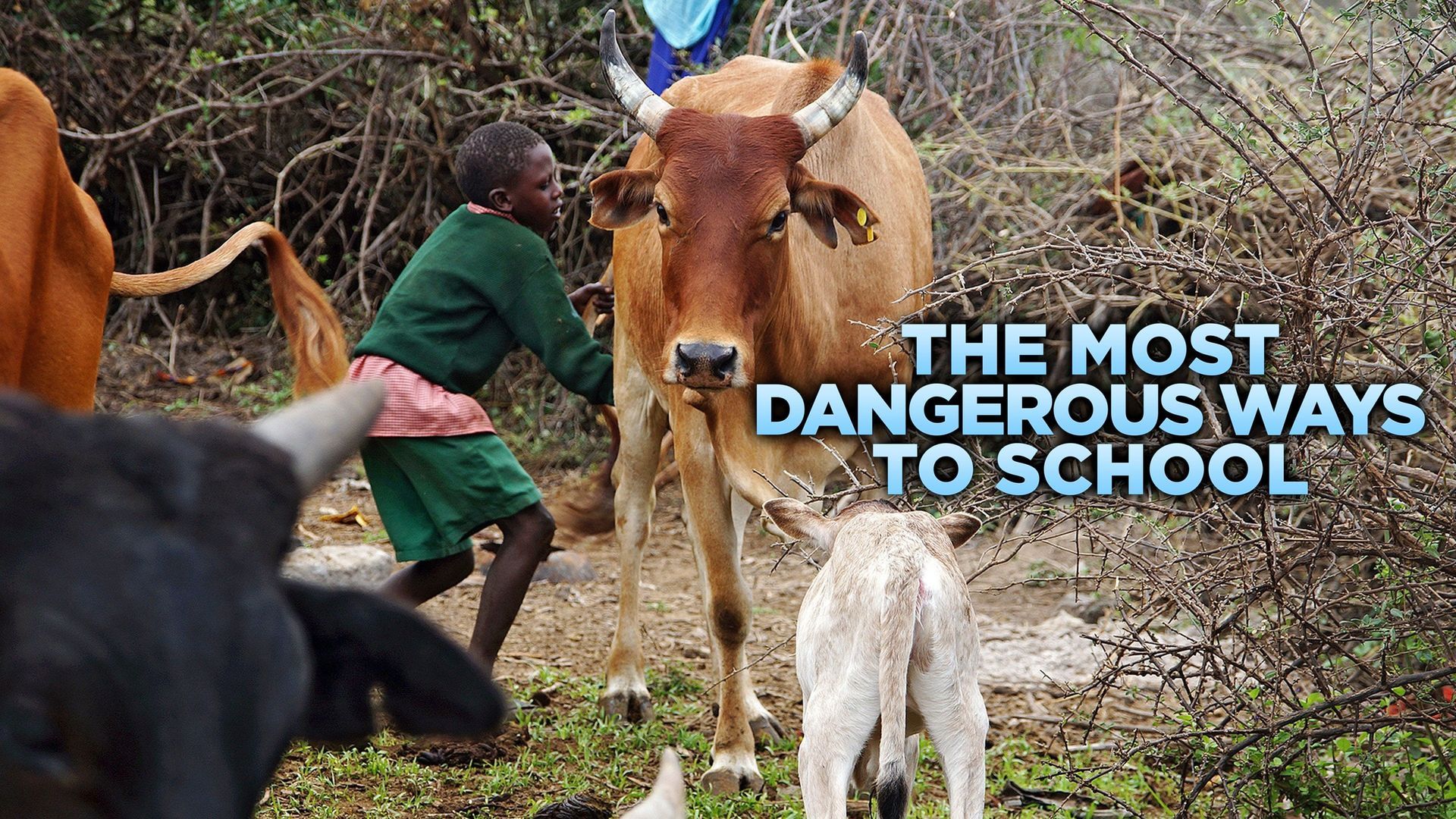 Watch The Most Dangerous Ways to School · Season 1 Full Episodes Online ...