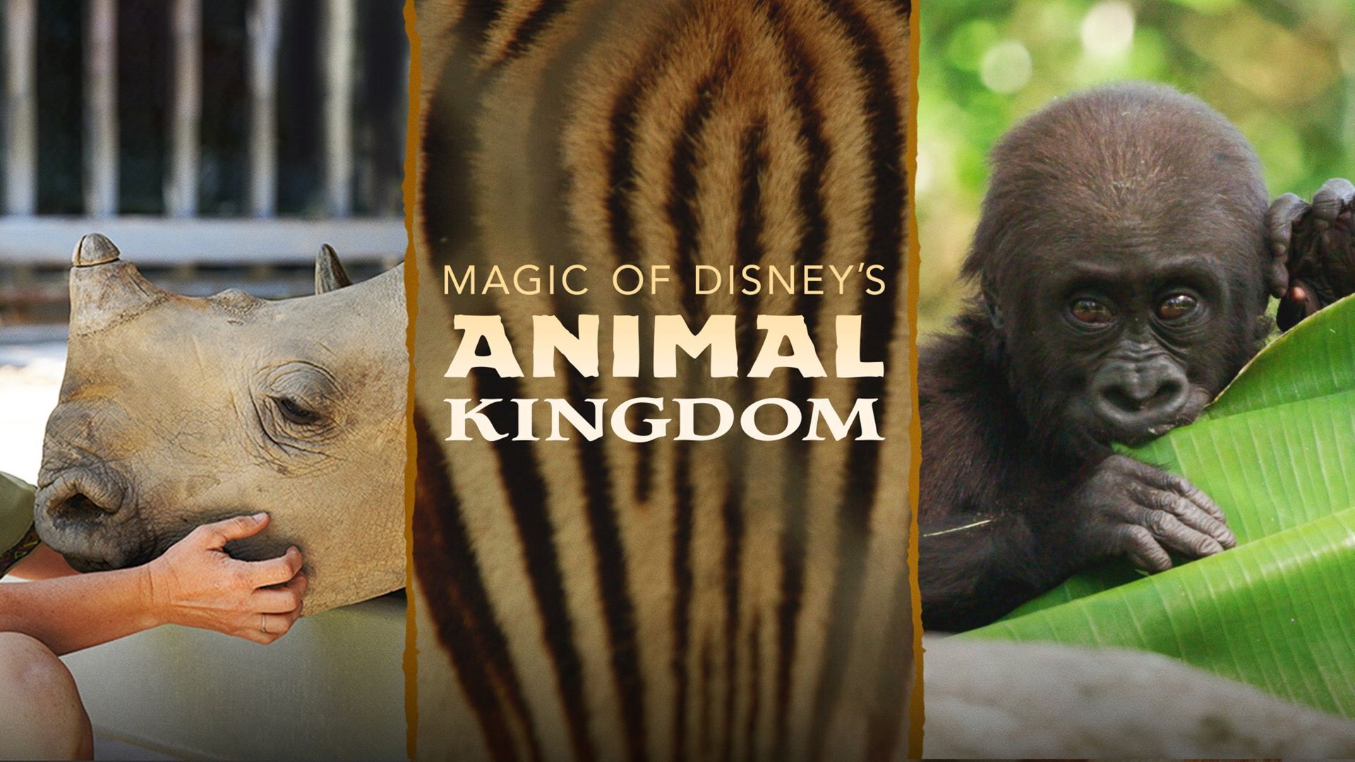 Watch Magic of Disney’s Animal Kingdom · Season 1 Episode 2 · Happy ...