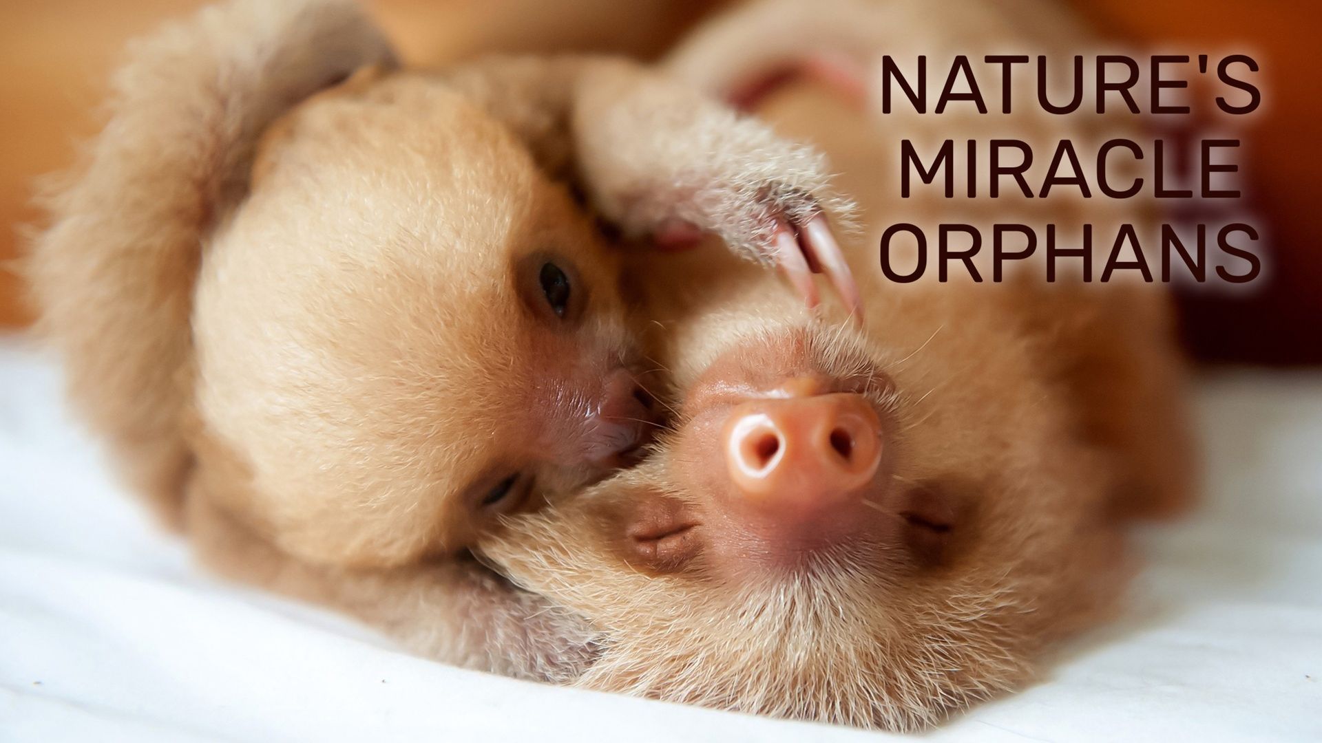 Watch Nature's Miracle Orphans • Series 1 Full Episodes Free Online - Plex