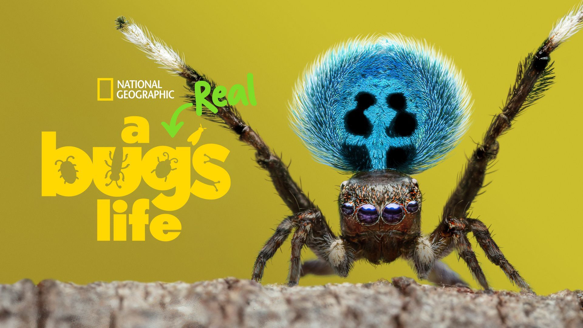 Watch A Real Bug's Life - Season 1 • Episode 1 - The Big City Full ...