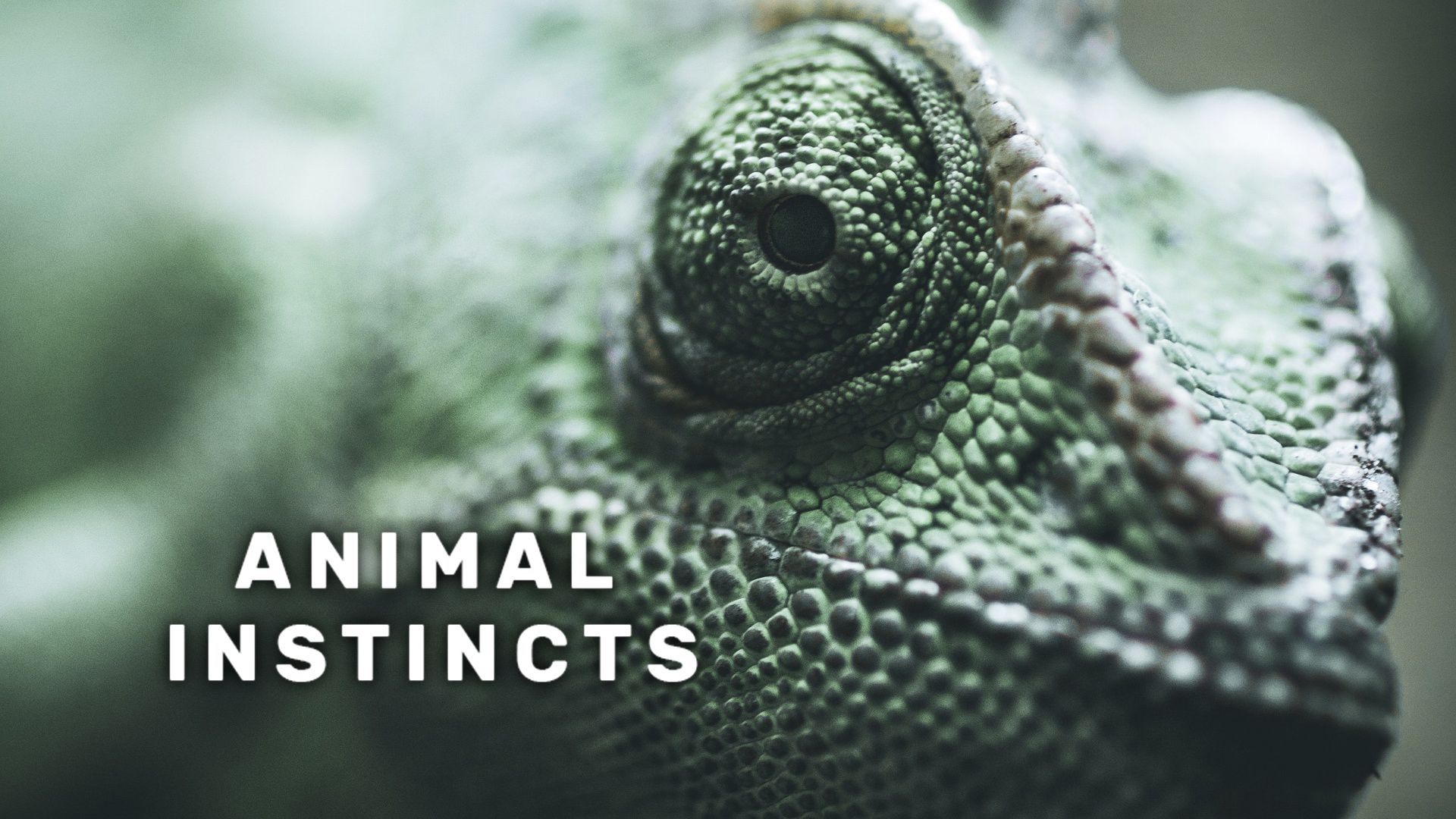 Animal Instincts • Season 1 - Plex