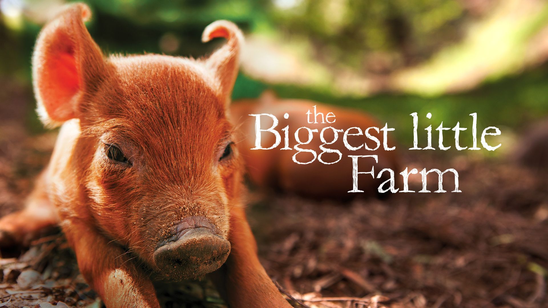 Watch The Biggest Little Farm (2018) Full Movie Free Online - Plex