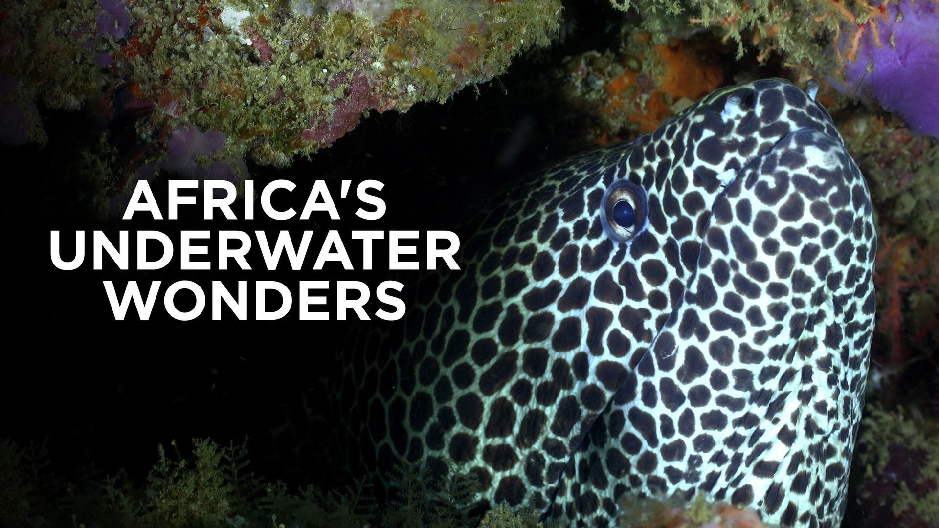 Watch Africa's Underwater Wonders • Season 1 Full Episodes Online - Plex