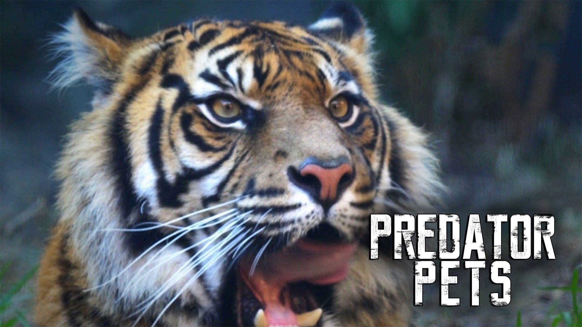 Watch Predator Pets • Season 1 Full Episodes Free Online - Plex