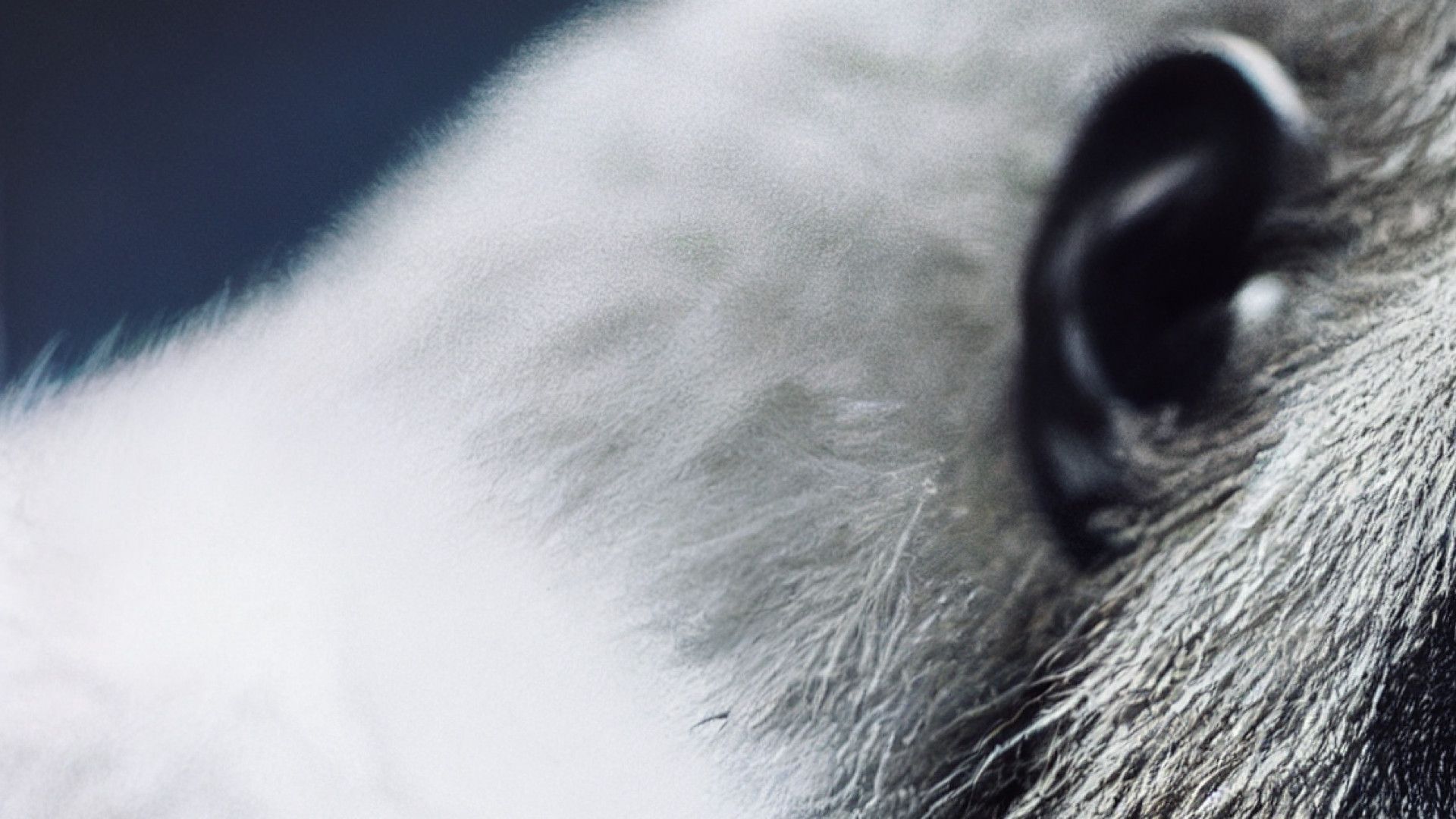 Watch Sasquatch Odyssey: The Hunt for Bigfoot (1999) Full Movie Free ...