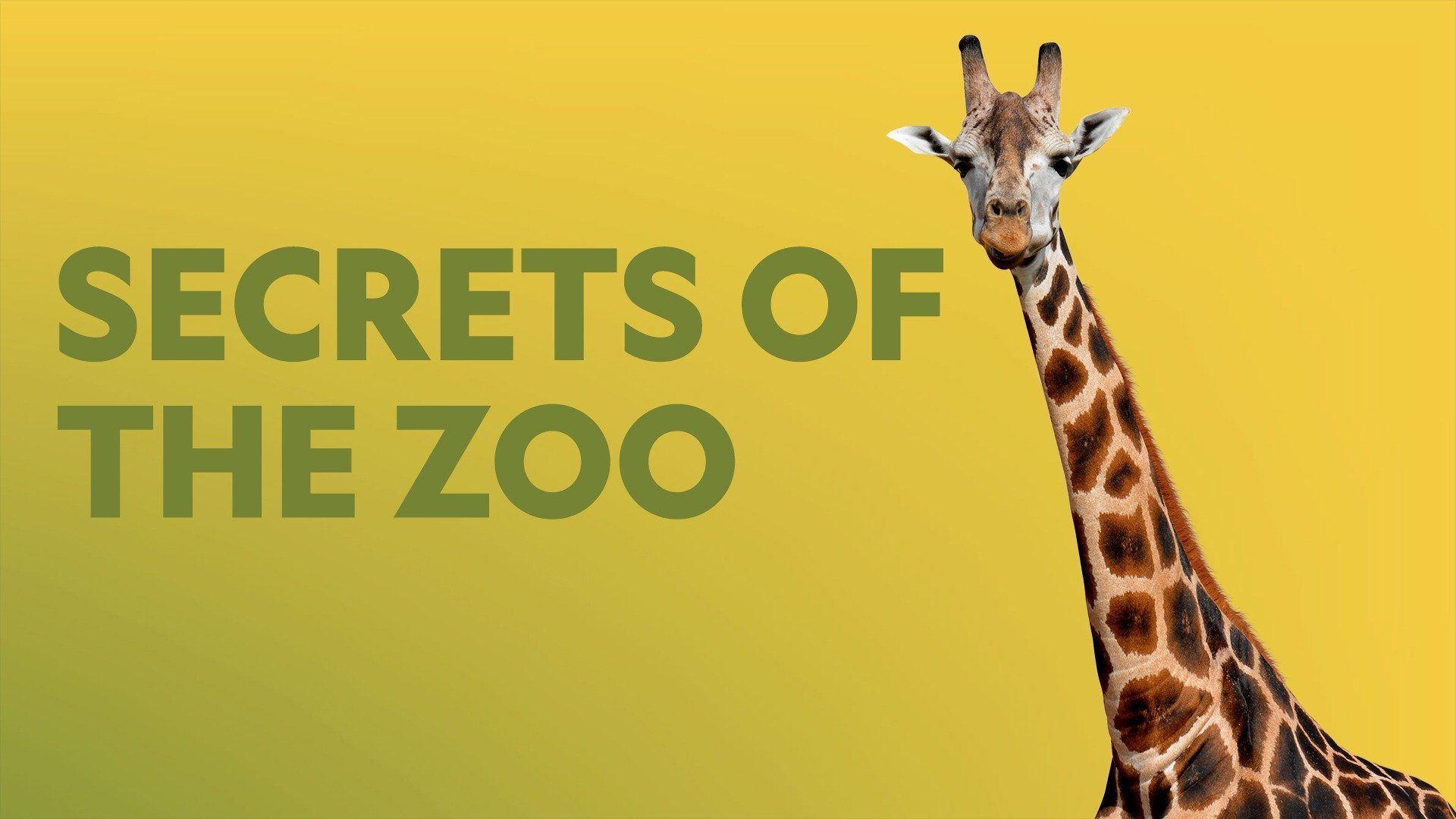 Watch Secrets of the Zoo • Season 2 Full Episodes Online - Plex