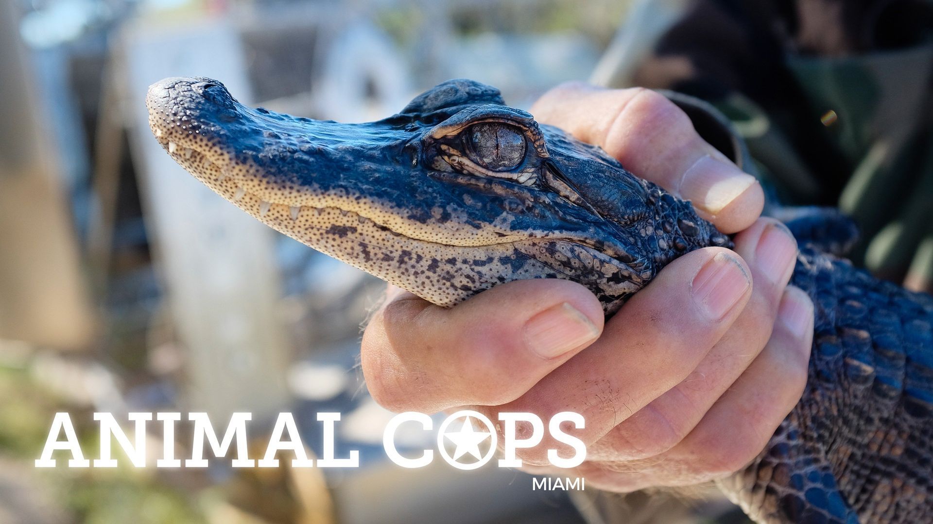 Animal Cops: Miami • Season 2 - Plex