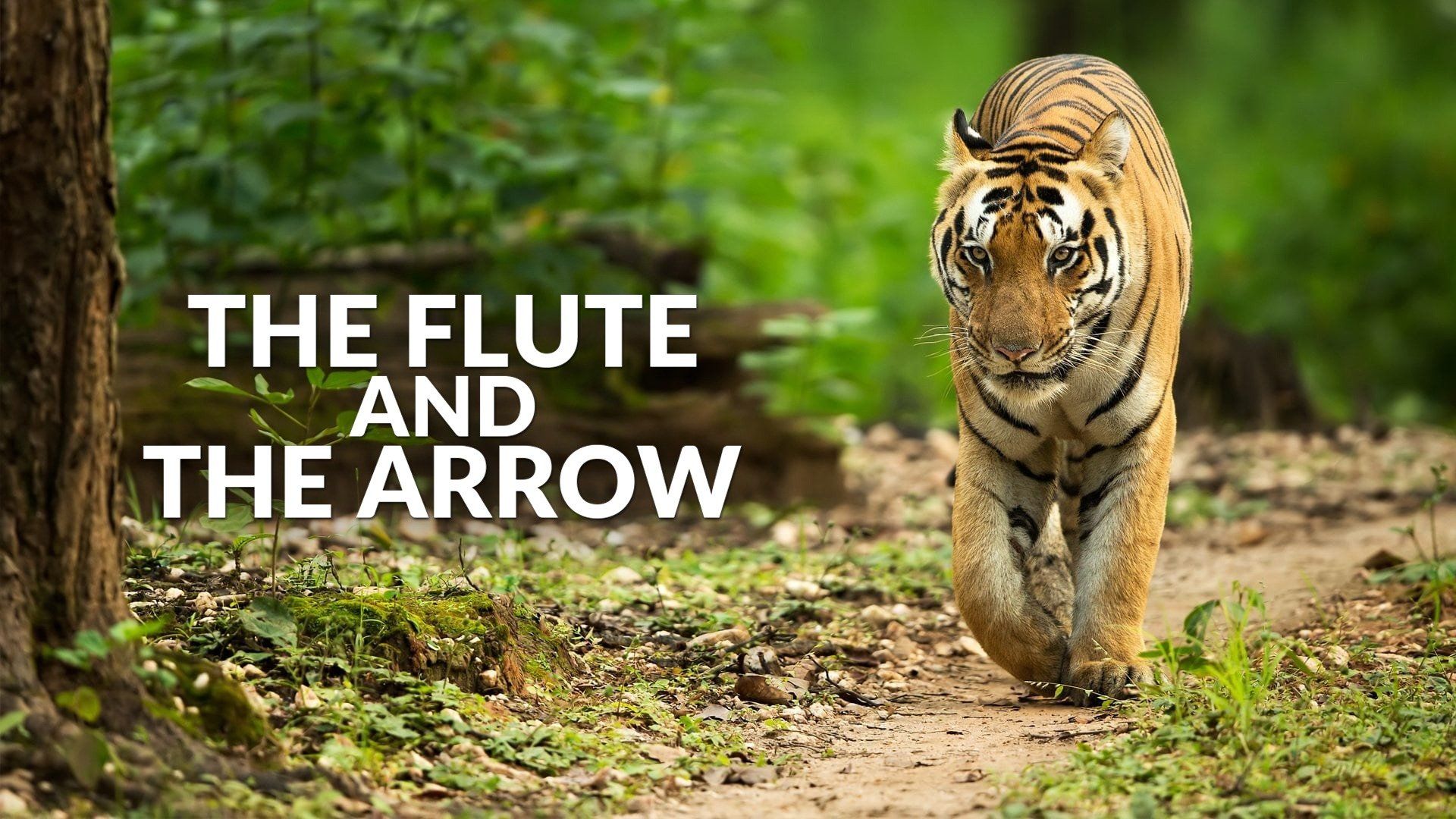 The Flute and the Arrow (1957) - Plex