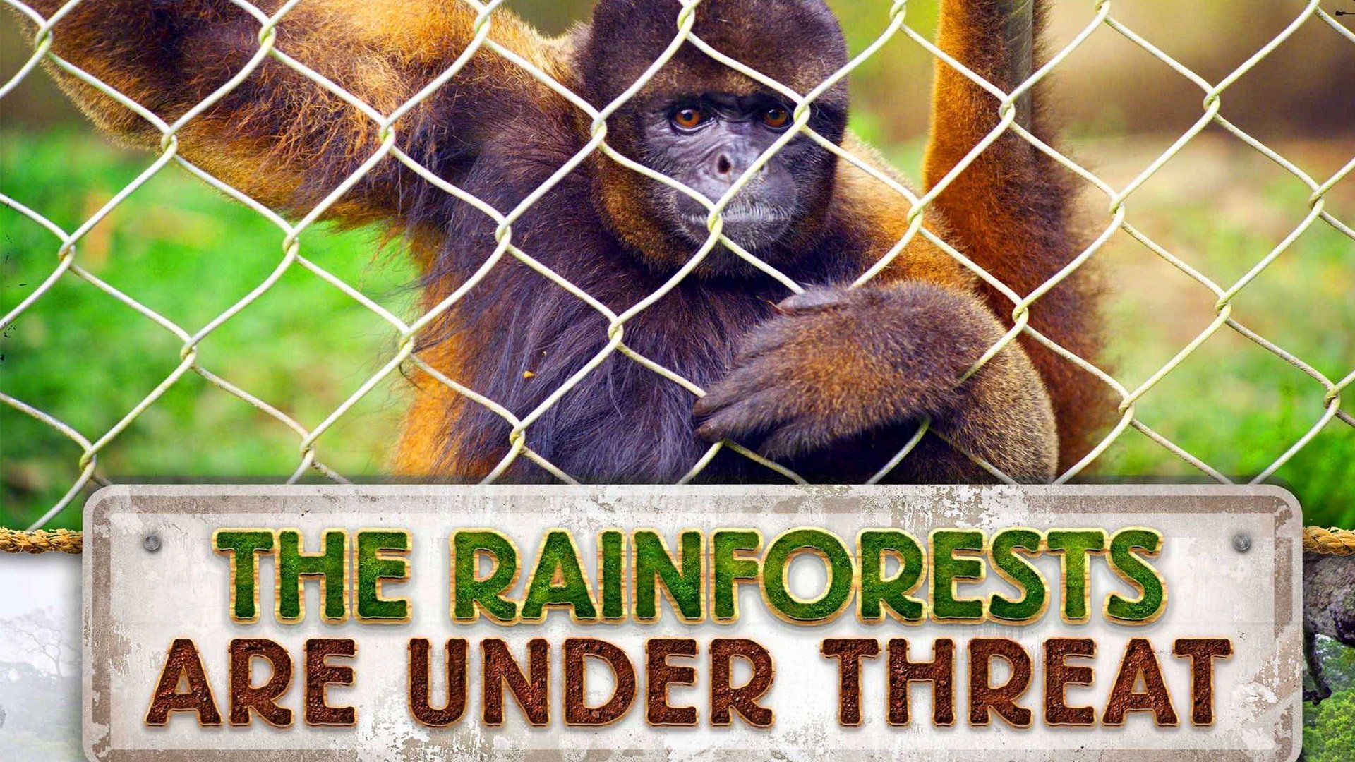Watch The Rainforests Are Under Threat (2015) Full Movie Online - Plex