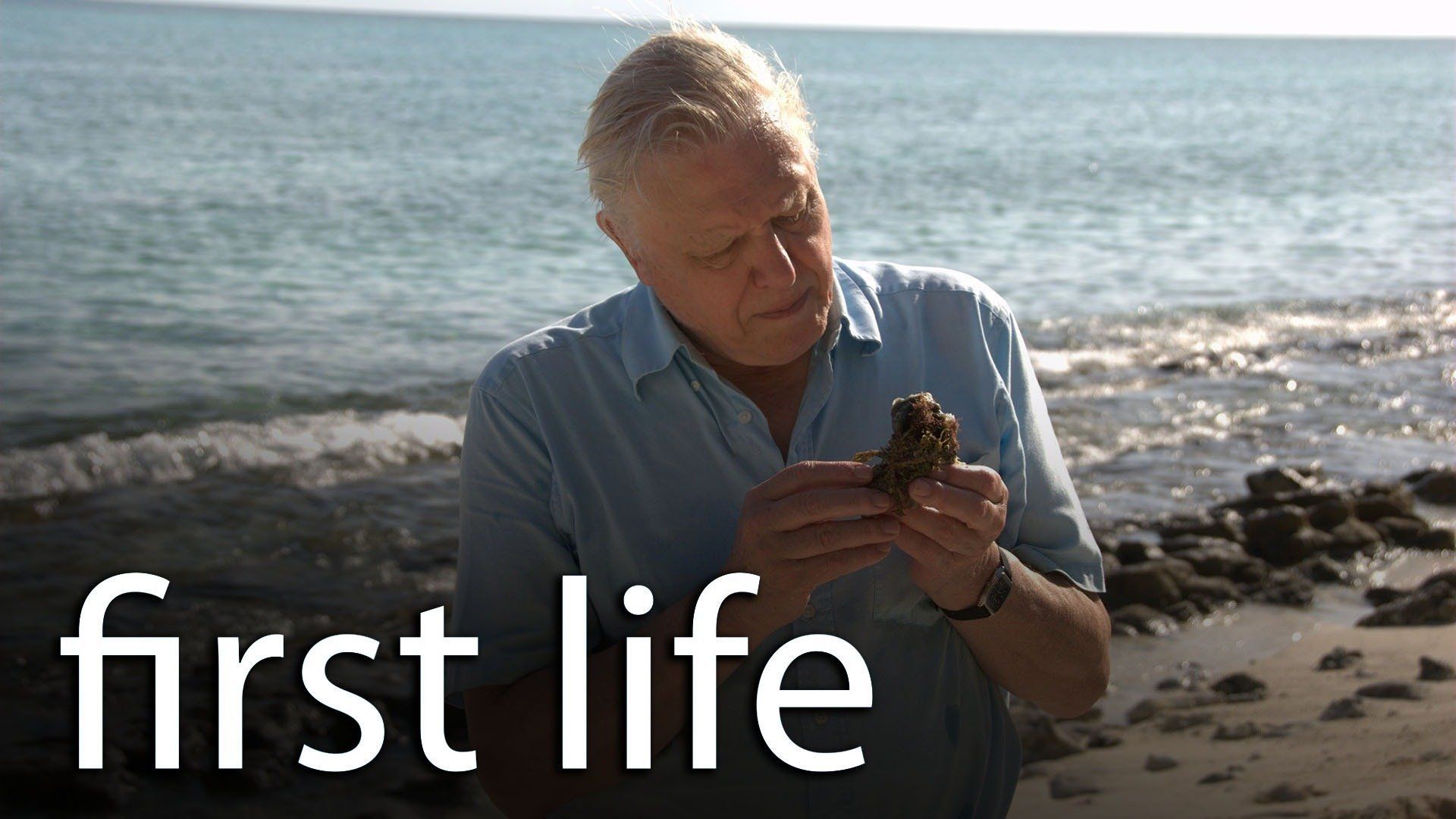 David Attenborough's First Life (2010) - Plex