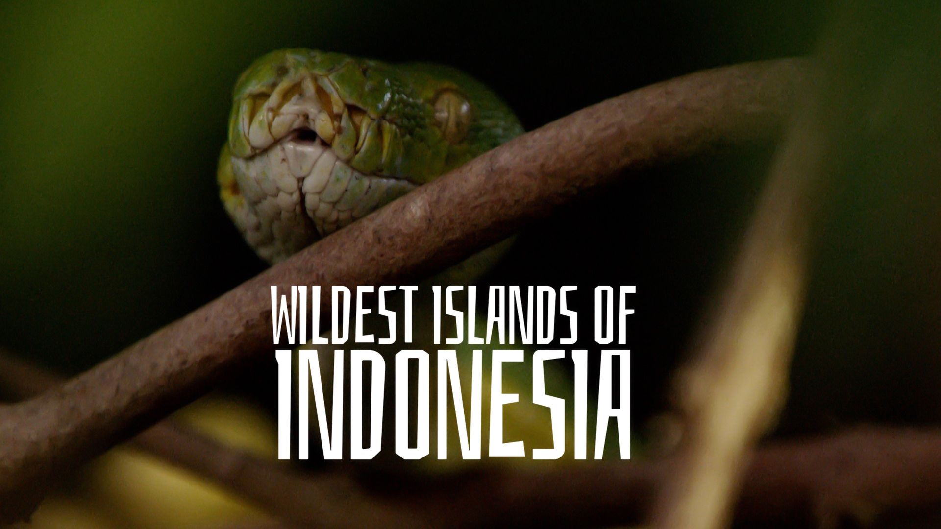 Wildest Islands of Indonesia (2017) - Plex